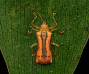 How to photograph insects in shaded environments - gaeanet